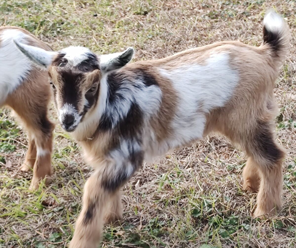 Goats - Oak Mini Farm