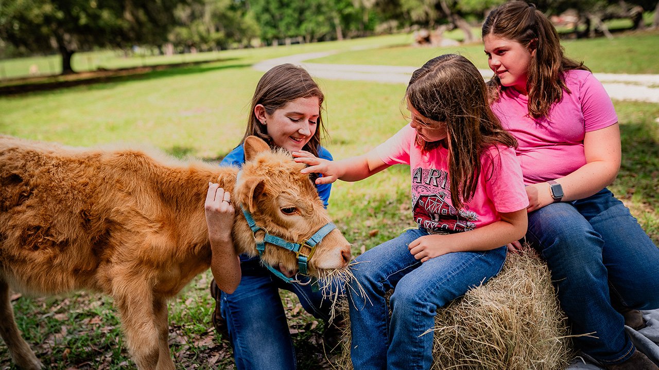 Mini Moos For Sale | Miniature, Micro Mini Cows For Sale