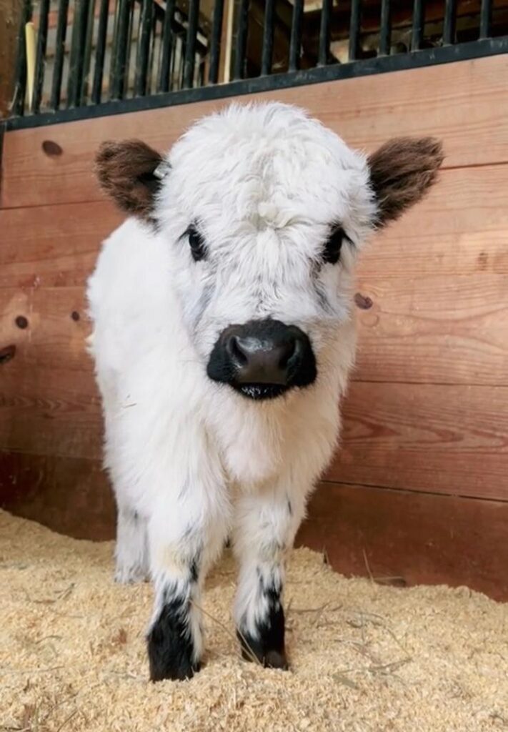 Mini Moos For Sale | Miniature, Micro Mini Cows For Sale